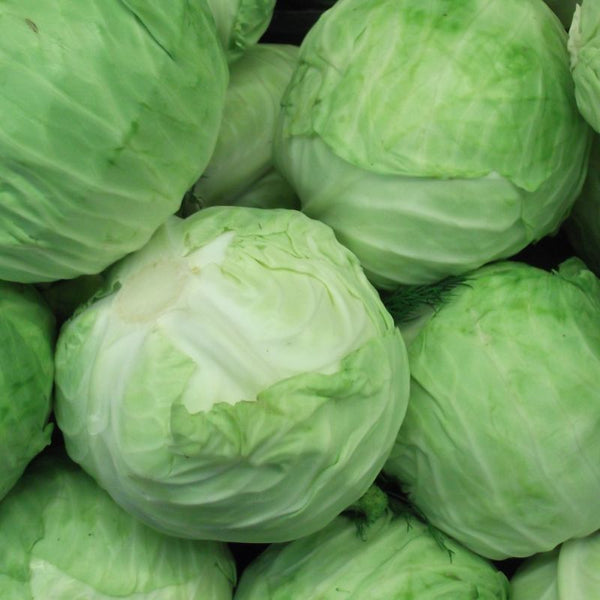 Green Cabbage - good for more than Coleslaw! - Backed By Bees