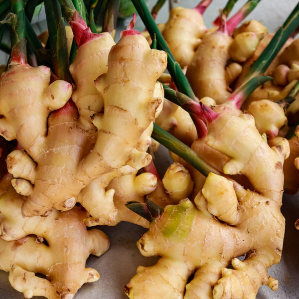 Ginger - It Might Not be Pretty but it sure is Delicious - Backed By Bees