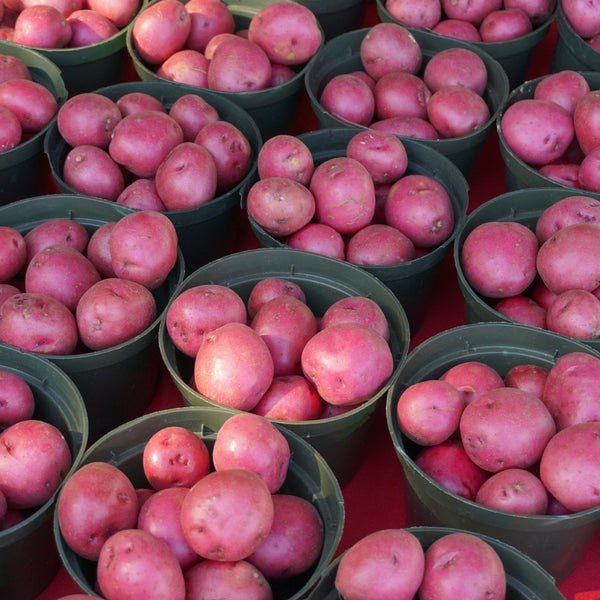 Red Potatoes - Backed By Bees