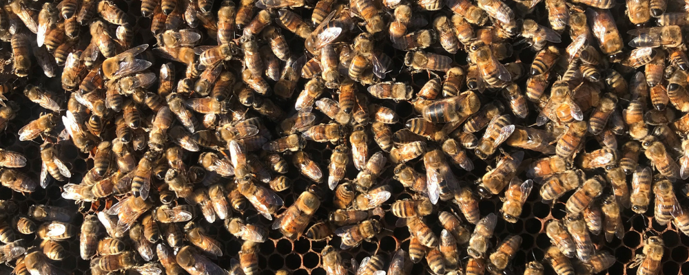 Nucleus Colony | Backed By Bees