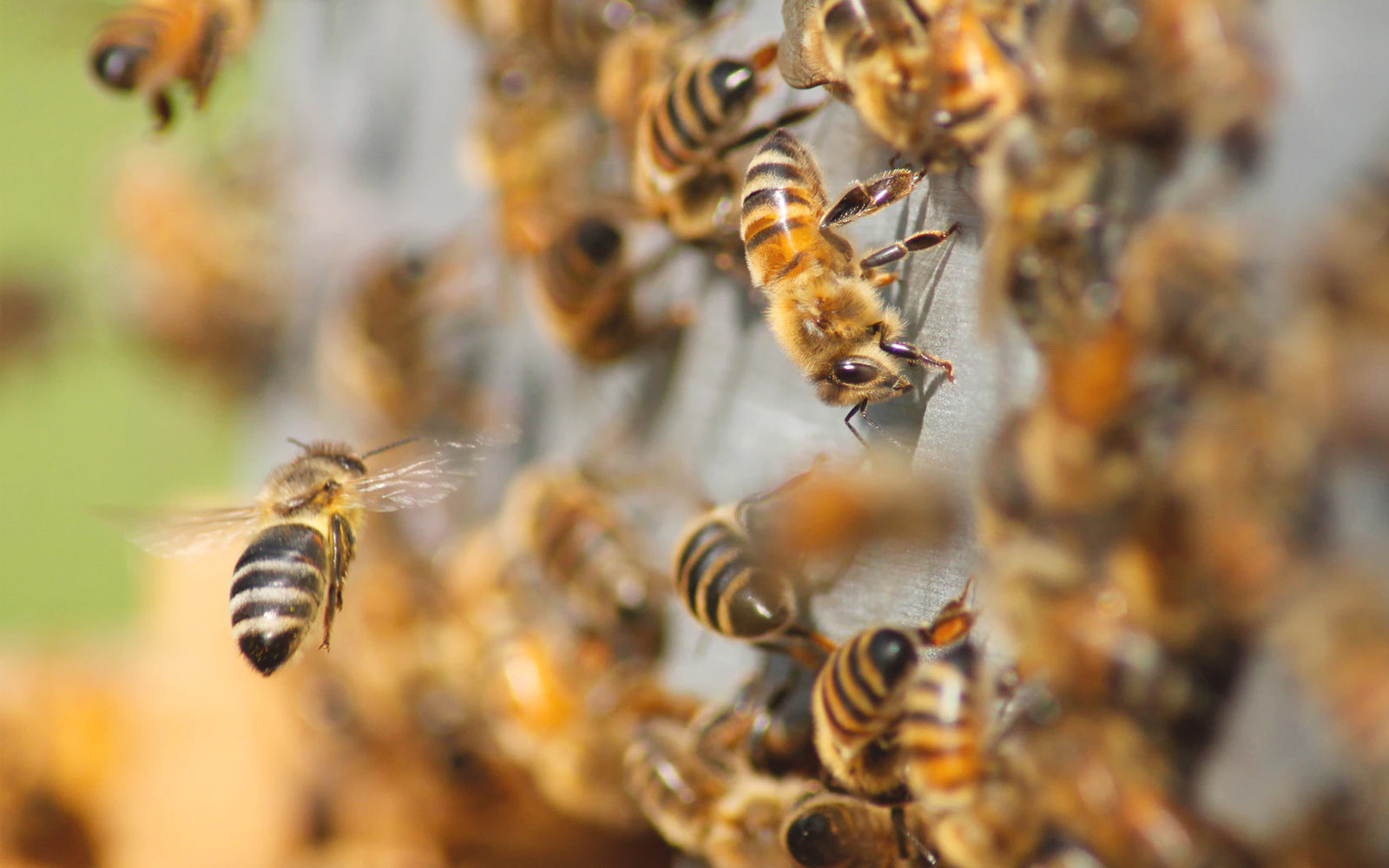 General FAQ - Backed By Bees